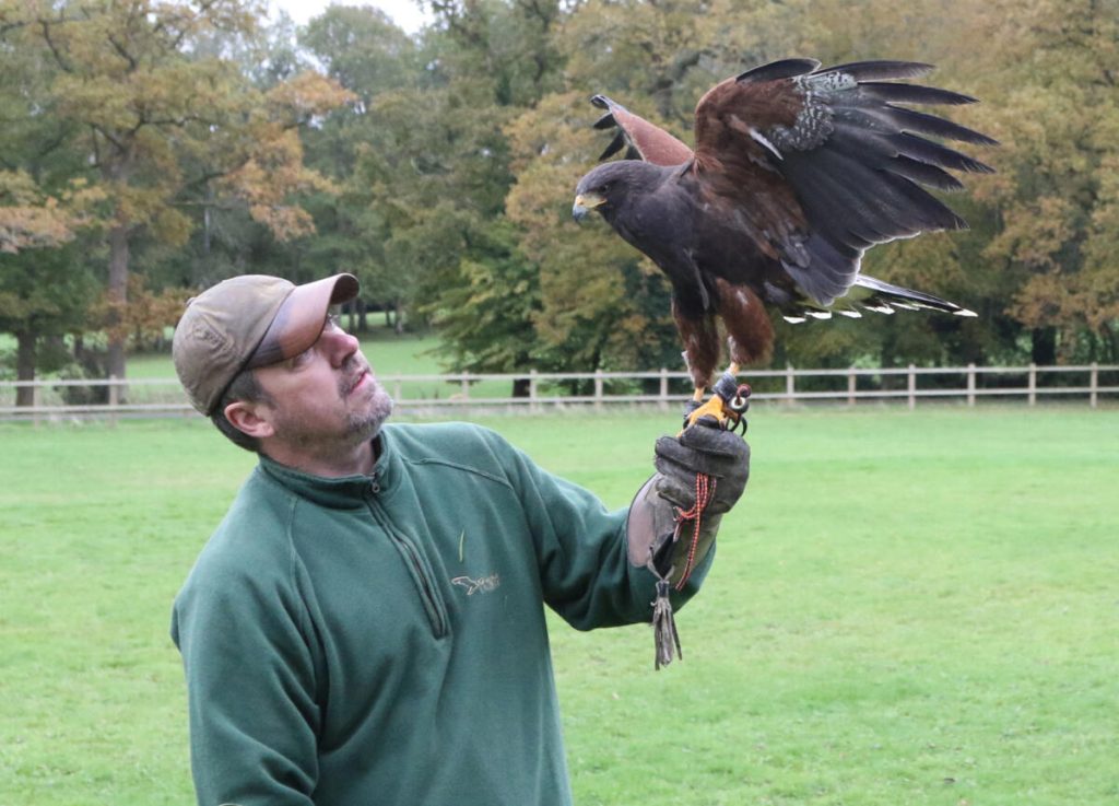 Surrey Hills Falconry